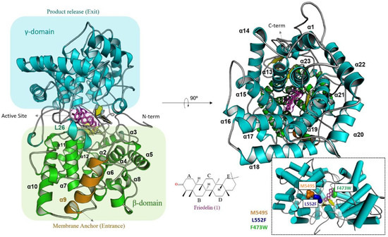 The Methionine 549 and Leucine 552 Residues of Friedelin Synthase from ...