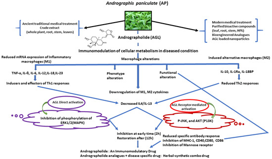 Andrographolide: A Herbal-Chemosynthetic Approach for Enhancing ...