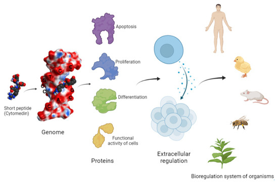 Peptide Regulation of Gene Expression: A Systematic Review