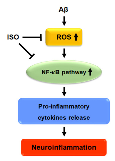 Isoorientin Inhibits Amyloid β25–35-Induced Neuronal Inflammation in ...