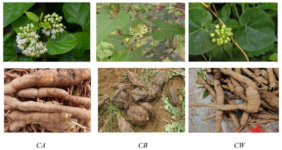Cynanchum auriculatum Royle ex Wight., Cynanchum bungei Decne. and ...