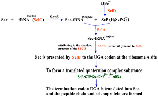 Mechanisms Affecting the Biosynthesis and Incorporation Rate of ...