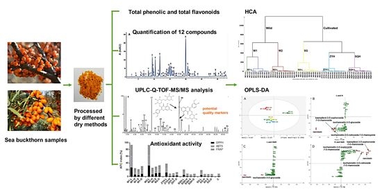 Molecules | Free Full-Text | Impact of Drying Methods on Phenolic Components and Antioxidant ...