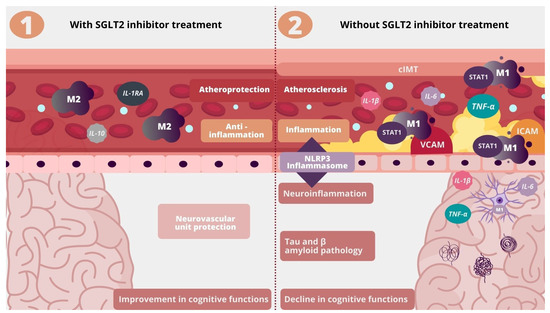 Neuroprotective Effect of SGLT2 Inhibitors