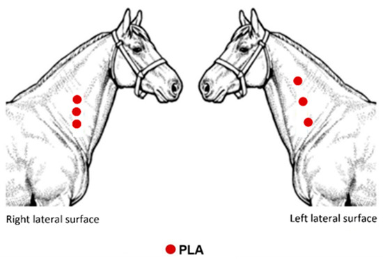 Long-Term Evaluation of Poly(lactic acid) (PLA) Implants in a Horse: An ...