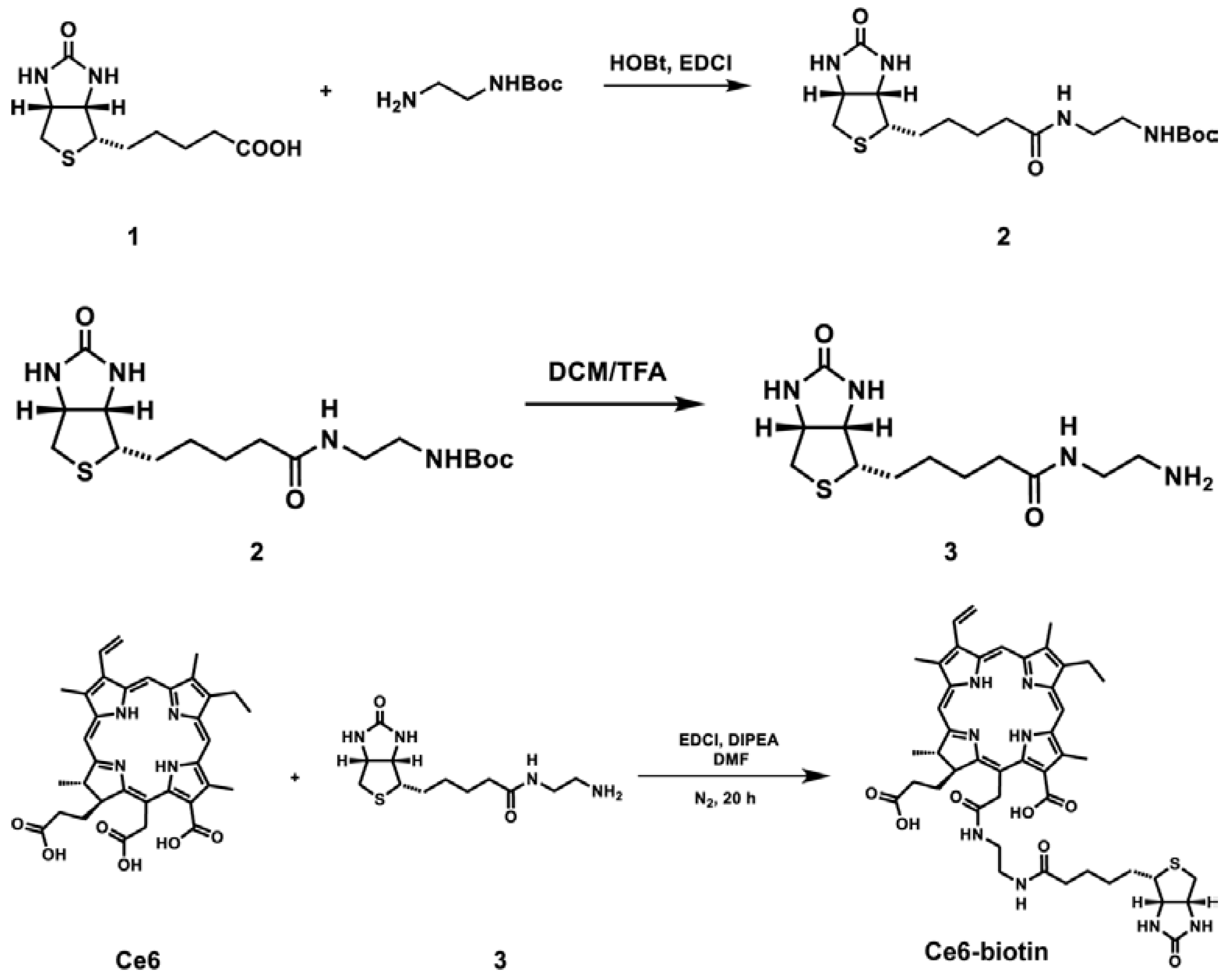 Chlorin e6-Biotin Conjugates for Tumor-Targeting Photodynamic Therapy