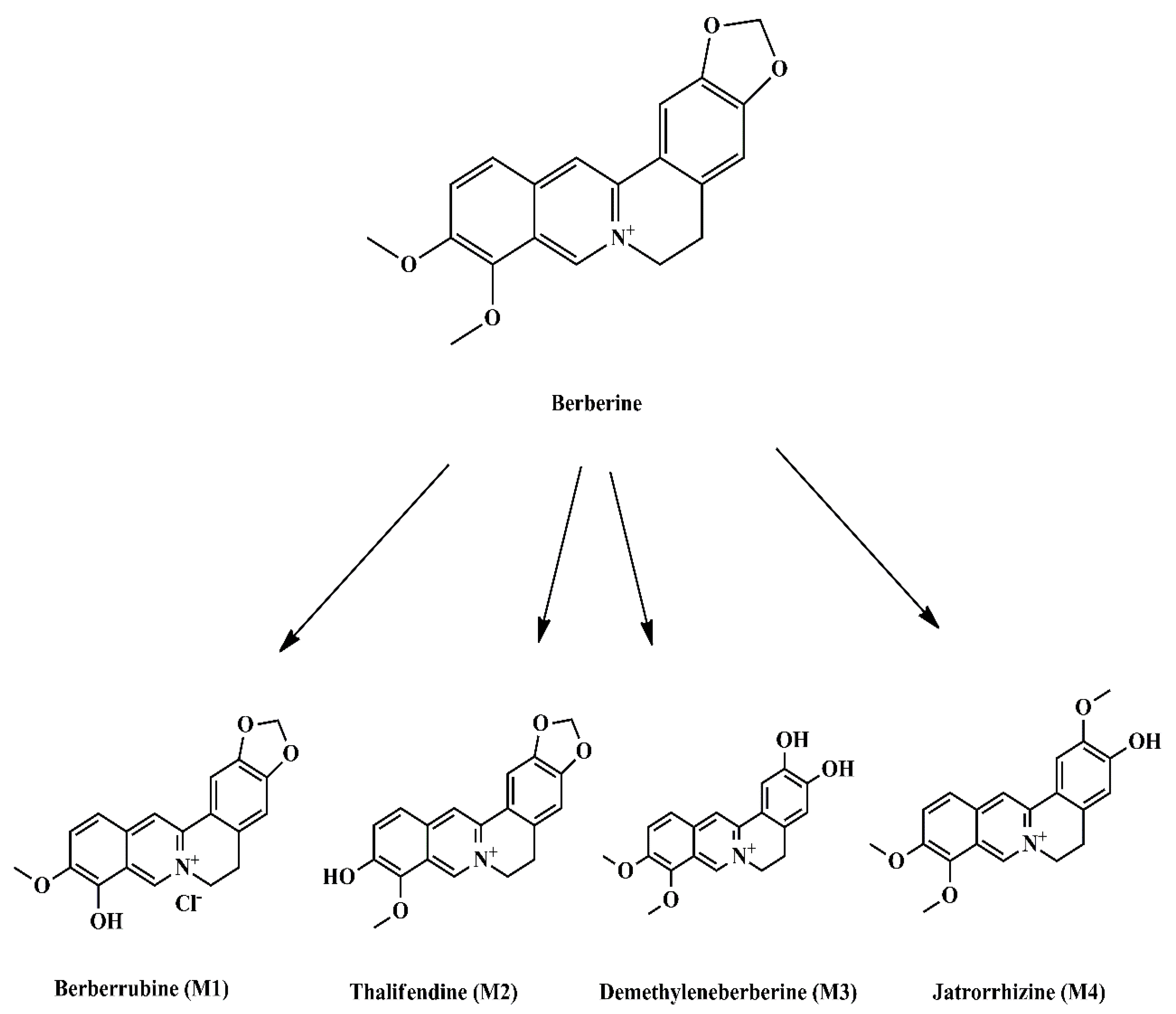Molecules | Free Full-Text | Berberine as a Potential Anticancer Agent ... Molecules | Free Full-Text | Berberine as a Potential Anticancer Agent ...