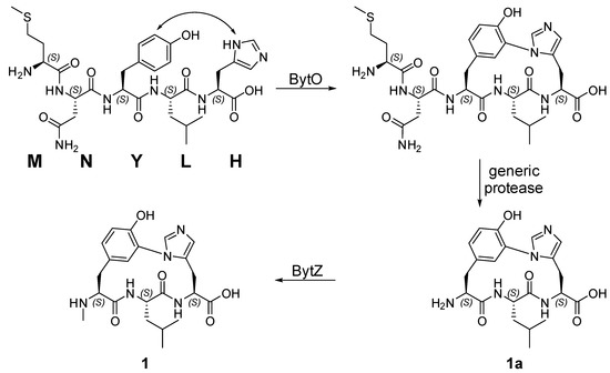 Genome-Guided Discovery of the First Myxobacterial Biarylitide ...