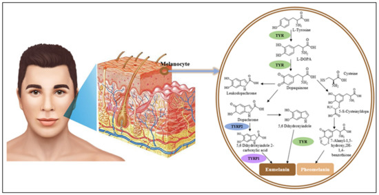 Insights on the Inhibitory Power of Flavonoids on Tyrosinase Activity ...