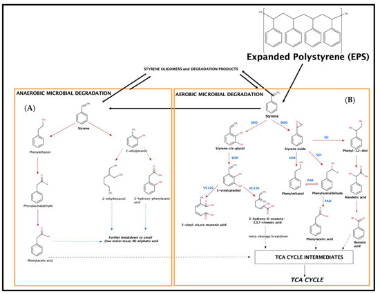 Gut Microbiome and Degradation Product Formation during Biodegradation ...