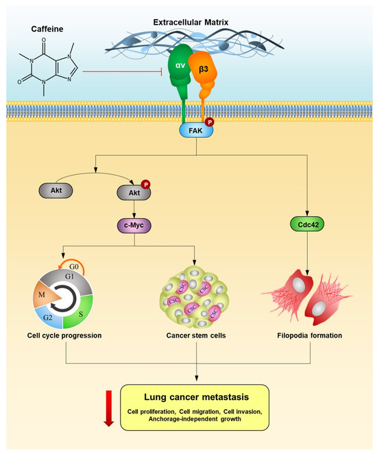 Caffeine Induces G0/G1 Cell Cycle Arrest and Inhibits Migration through ...