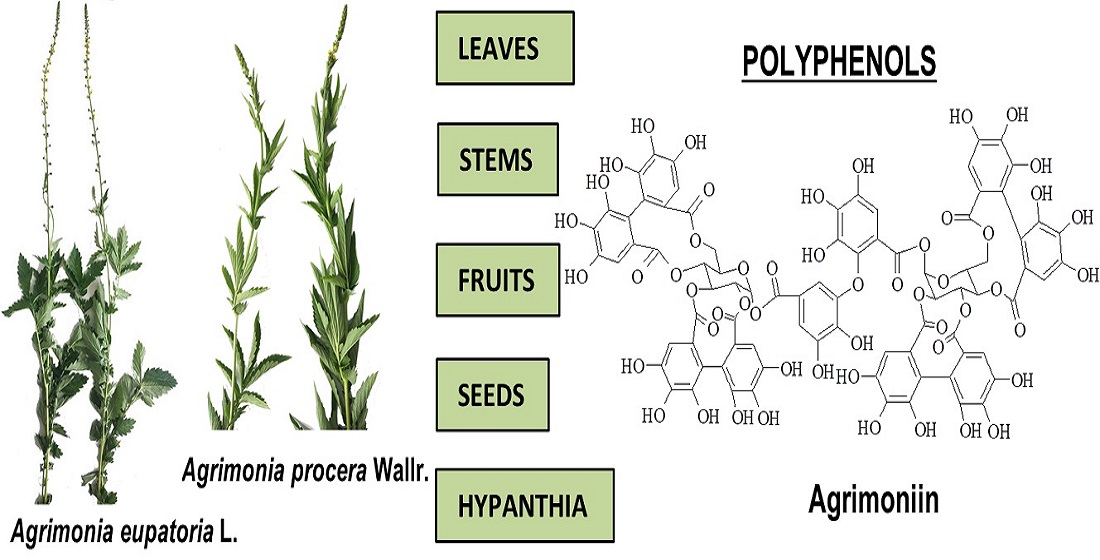 Molecules | Free Full-Text | The Aerial Parts of Agrimonia procera ...