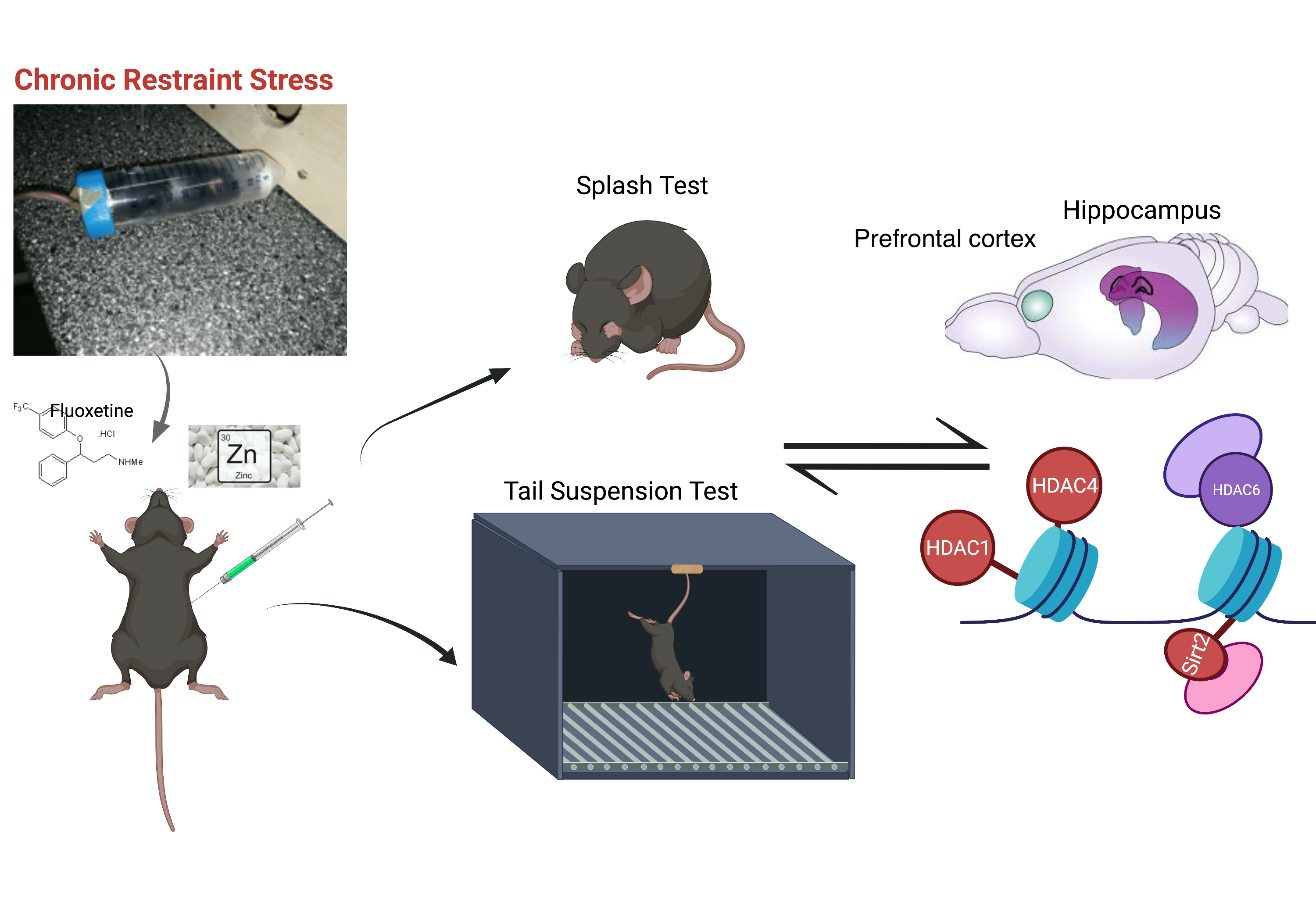 Molecules | Free Full-Text | Antidepressant-like Effects of Combined ...