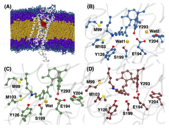 The Impact of Retinal Configuration on the Protein–Chromophore ...