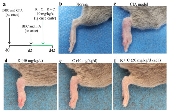 Rosmanol and Carnosol Synergistically Alleviate Rheumatoid Arthritis ...