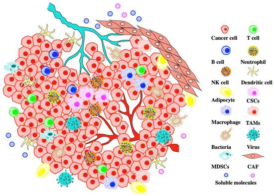 Roles of the CXCL8-CXCR1/2 Axis in the Tumor Microenvironment and ...
