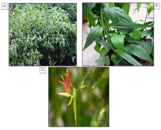 A Narrative Review on the Phytochemistry, Pharmacology and Therapeutic ...