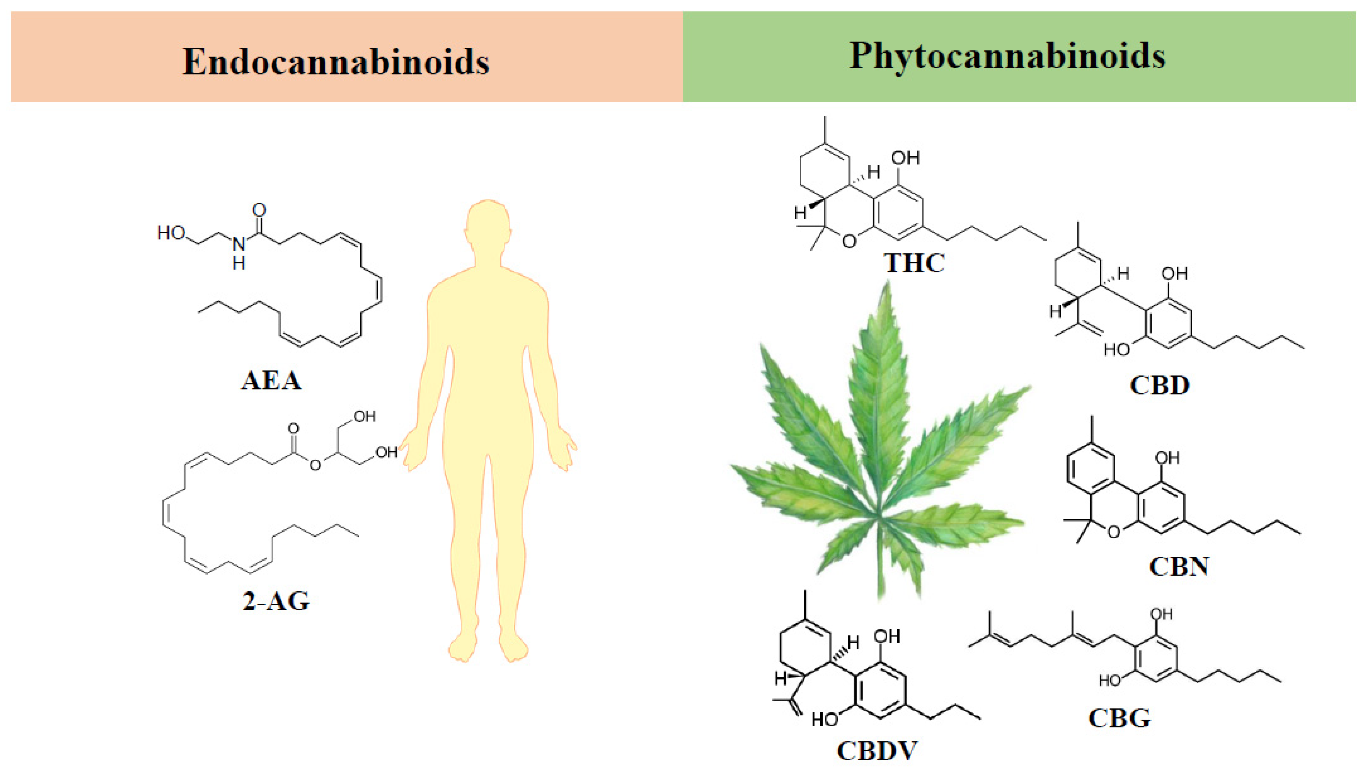 Molecules Free Full Text Cannabinoids In Breast Cancer