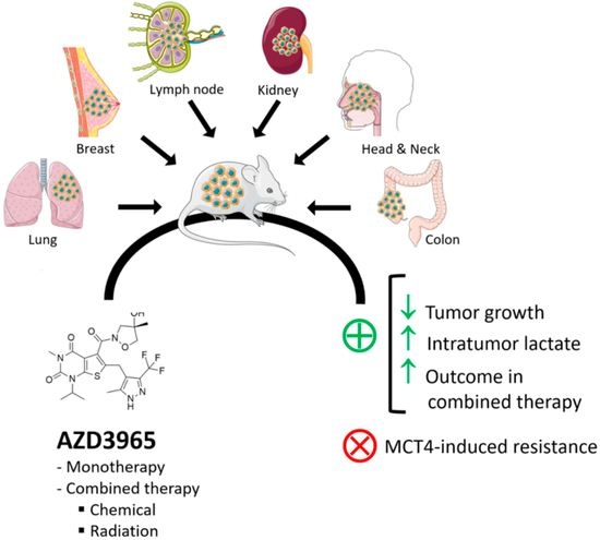 Molecules | Free Full-Text | In Vivo Anticancer Activity of AZD3965: A ...