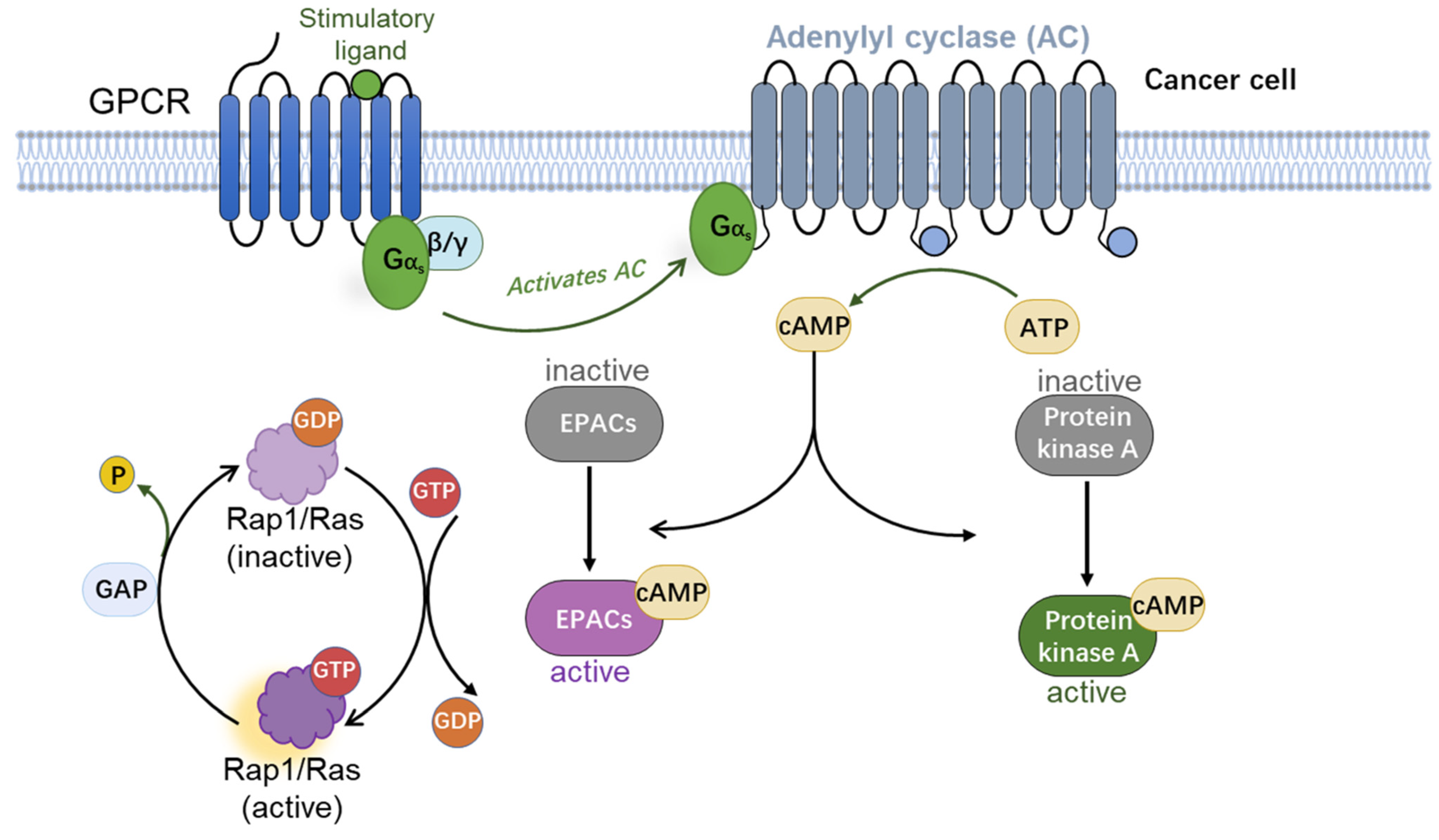 The Role of Neuropeptide-Stimulated cAMP-EPACs Signalling in Cancer Cells