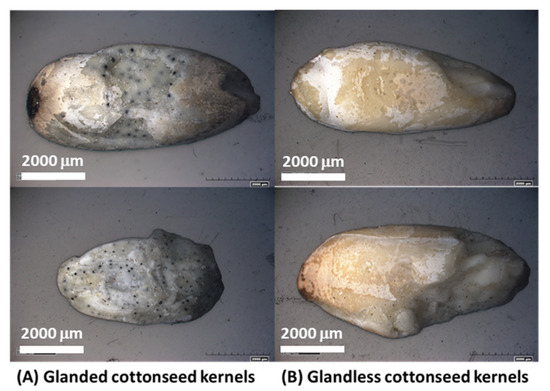Chemical Composition and Thermogravimetric Behaviors of Glanded and ...