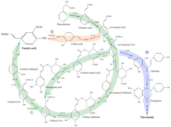 Cool Temperature Enhances Growth, Ferulic Acid and Flavonoid ...