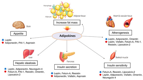 The Roles and Associated Mechanisms of Adipokines in Development of ...