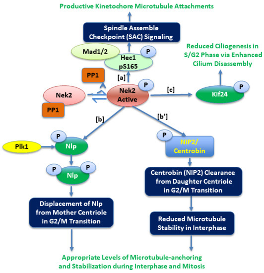 Nek2 Kinase Signaling in Malaria, Bone, Immune and Kidney Disorders to ...