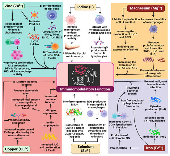 Exploring the Immune-Boosting Functions of Vitamins and Minerals as ...