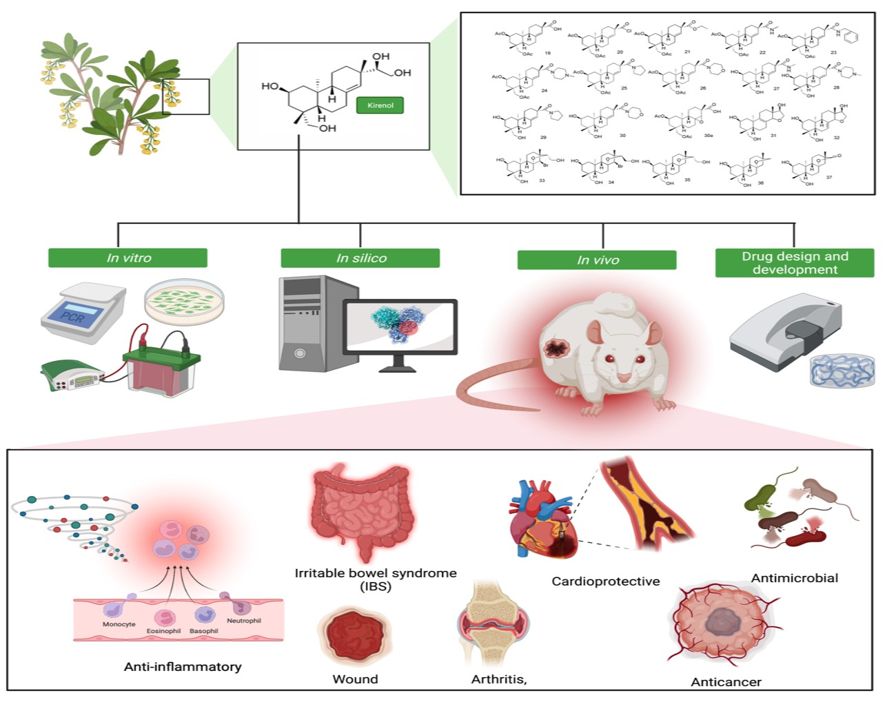 Molecules | Free Full-Text | Kirenol: A Potential Natural Lead Molecule ...