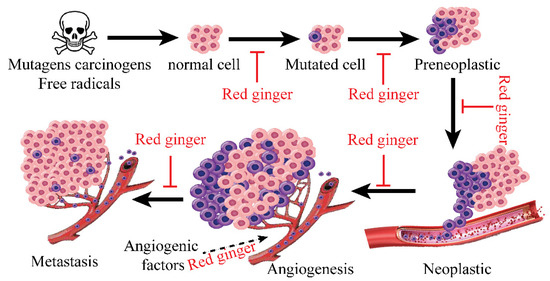 Zingiber officinale var. rubrum: Red Ginger’s Medicinal Uses