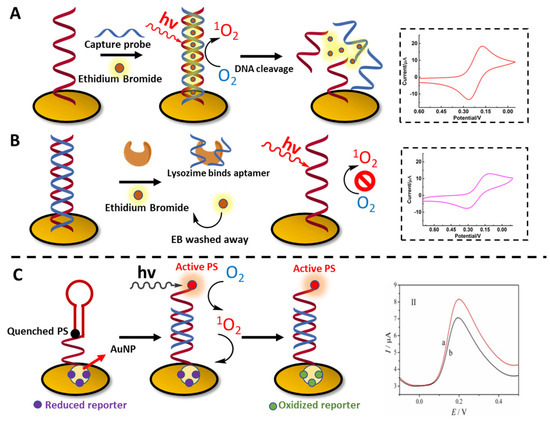 A Photosensitized Singlet Oxygen (1O2) Toolbox for Bio-Organic ...
