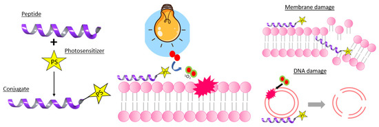 A Photosensitized Singlet Oxygen (1O2) Toolbox for Bio-Organic ...