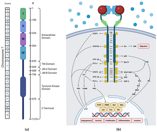 Structural Insight and Development of EGFR Tyrosine Kinase Inhibitors