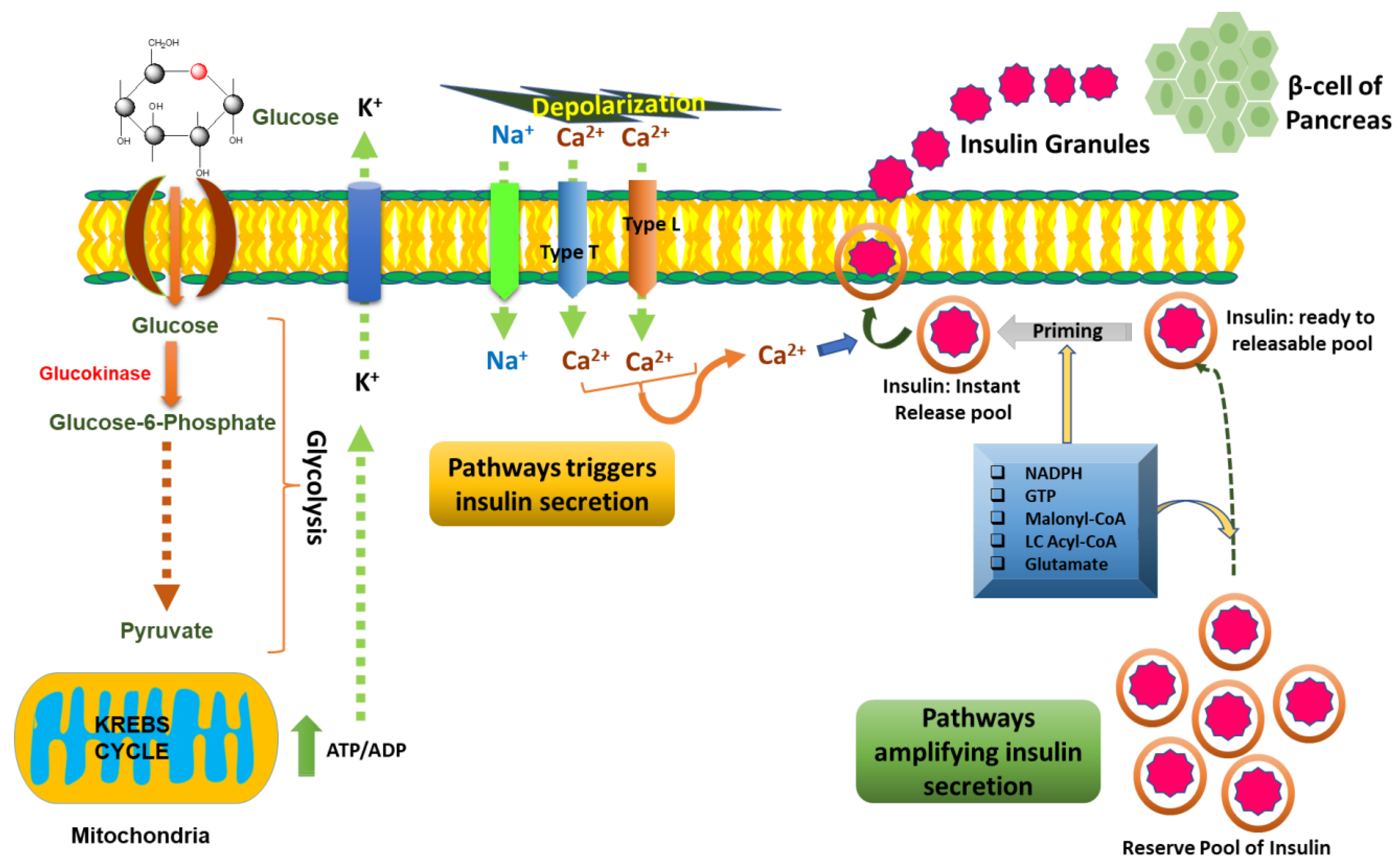 Mechanistic Insight into Oxidative Stress-Triggered Signaling Pathways ...
