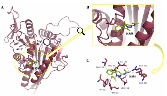 Molecules | Free Full-Text | Negative Modulation of the Angiogenic ...