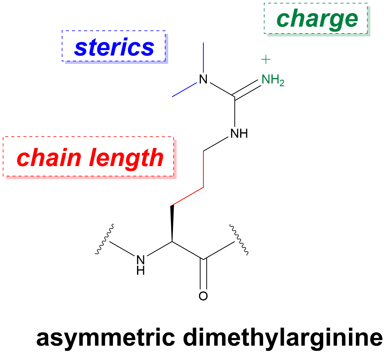 Molecules | Free Full-Text | Recognition of Dimethylarginine Analogues ...