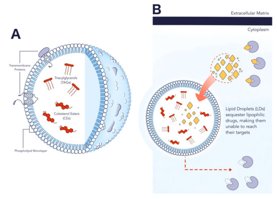 Lipid Droplets in Cancer: From Composition and Role to Imaging and ...