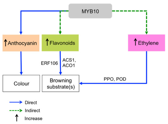 Prevention of Enzymatic Browning by Natural Extracts and Genome-Editing ...