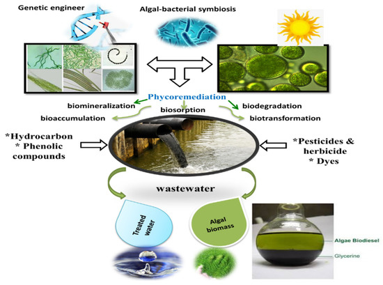 A Review of Microalgae- and Cyanobacteria-Based Biodegradation of Organic Pollutants