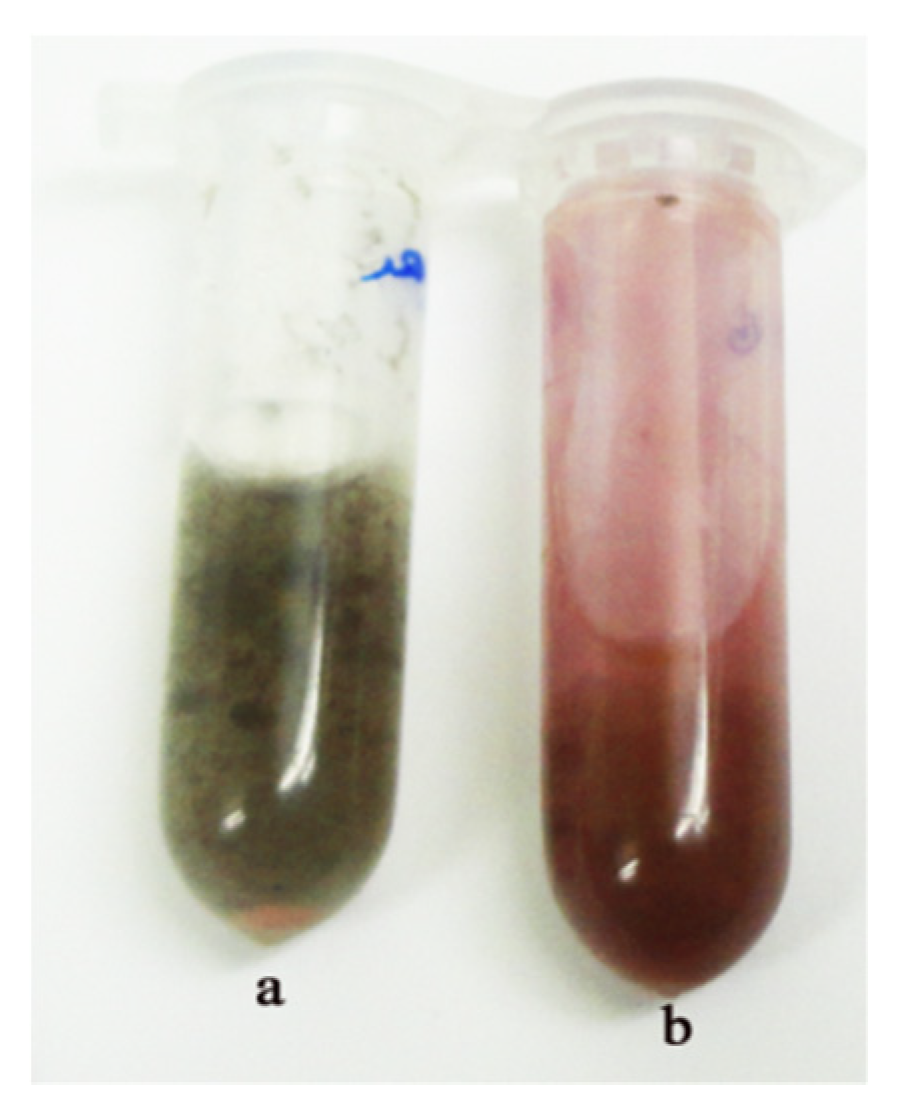 Evaluation of Phoma sp. Biomass as an Endophytic Fungus for Synthesis ...