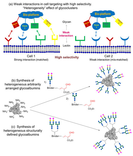 Molecules | Free Full-Text | Homo- and Heterogeneous Glycoconjugates on ...