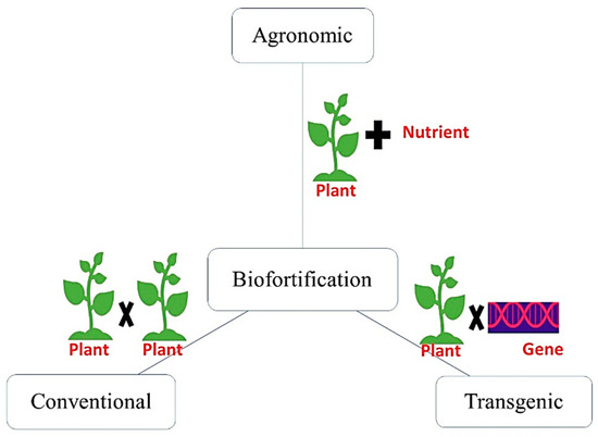 Biofortification—A Frontier Novel Approach to Enrich Micronutrients in ...