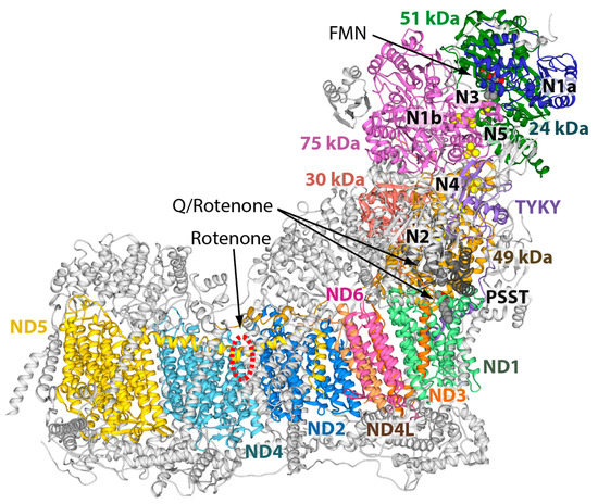 New Insights on Rotenone Resistance of Complex I Induced by the m ...