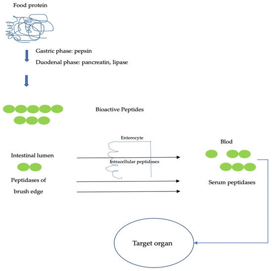 Antioxidant and Antimicrobial Peptides Derived from Food Proteins