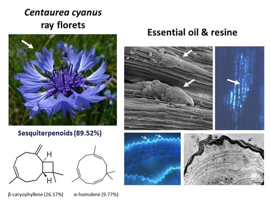 Molecules | Free Full-Text | Secretory Products in Petals of Centaurea ...