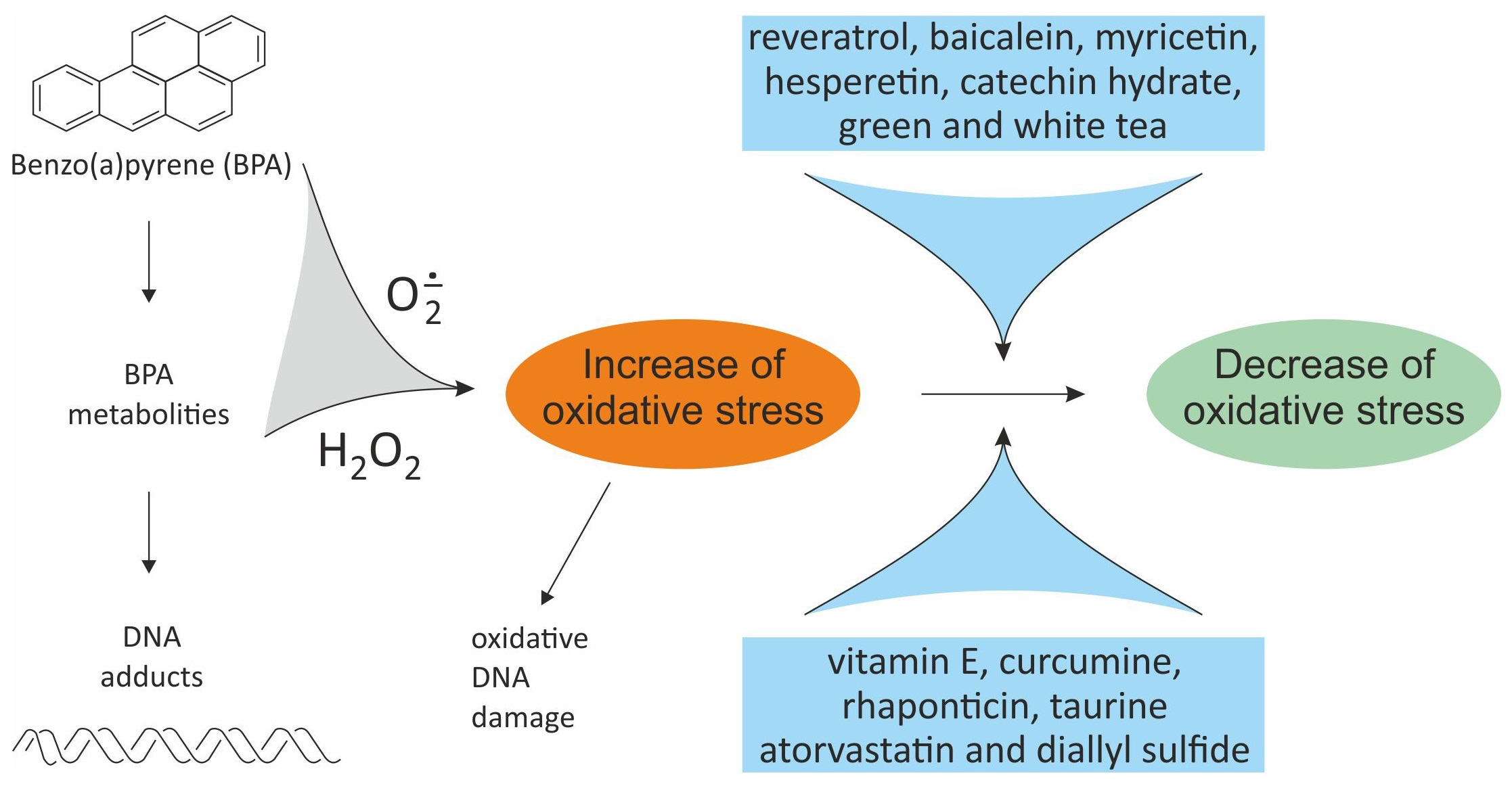 Molecules | Free Full-Text | Molecular Mechanisms of Action of Selected ...