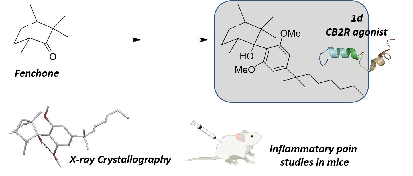 Molecules | Free Full-Text | Fenchone Derivatives as a Novel Class of ...