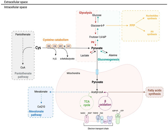 Cysteine as a Multifaceted Player in Kidney, the Cysteine-Related ...
