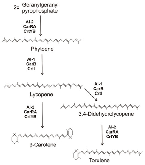 Carotenoids and Their Biosynthesis in Fungi